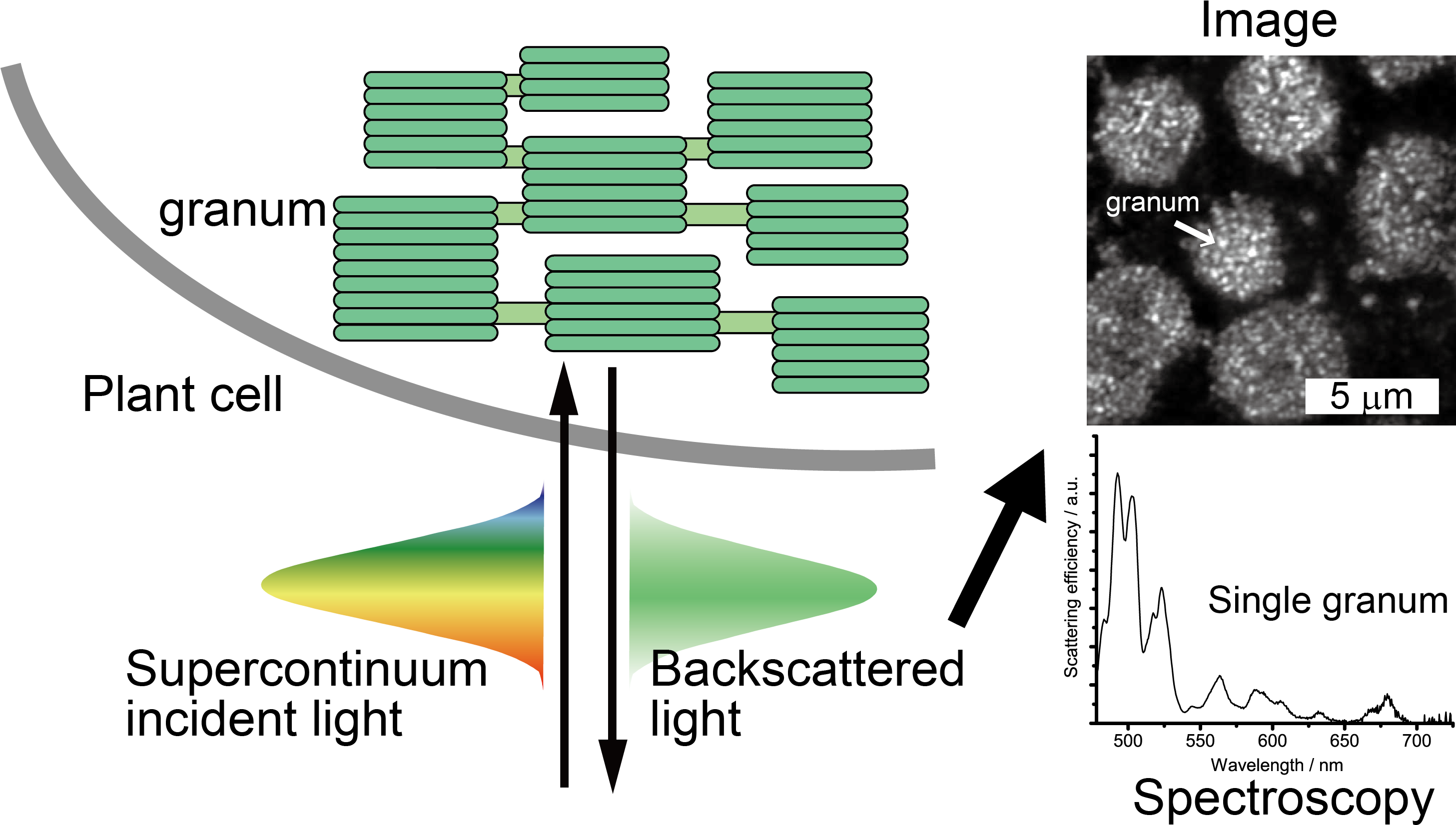 Download "size Dependent Optical Properties Of Grana Inside - Diagram ...
