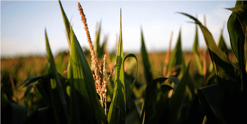 Download Cash Crop - Full Size PNG Image - PNGkit