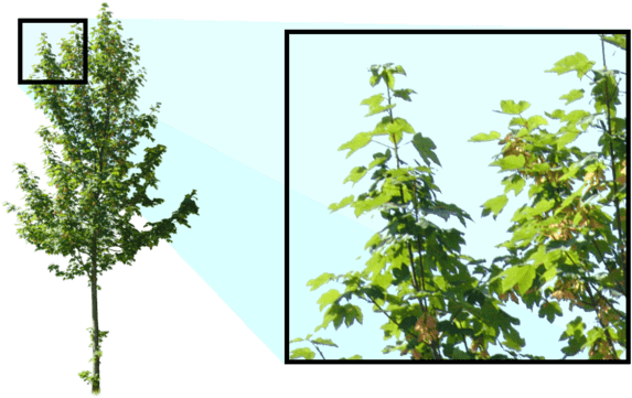 Download Larch - Full Size PNG Image - PNGkit