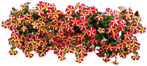 Download Balcony Flowers Png - Full Size PNG Image - PNGkit