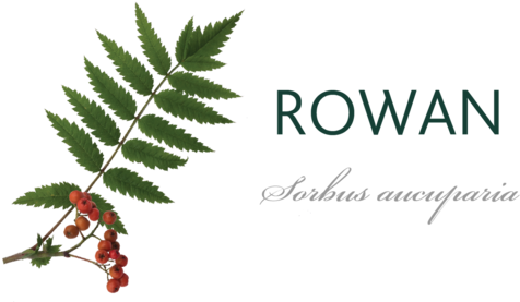 Download Rowan Tree Meaning - Rowan Tree - Full Size PNG Image - PNGkit