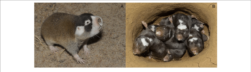 Download Solitary Cape Mole-rat - Cape Mole Rat - Full Size PNG Image ...