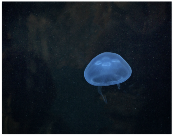 Download Jellyfish Poster 14"x11" - Cnidaria - Full Size PNG Image - PNGkit