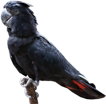 Download Transparent Red Tailed Black Cockatoo - Black Cockatoo - PNGkit