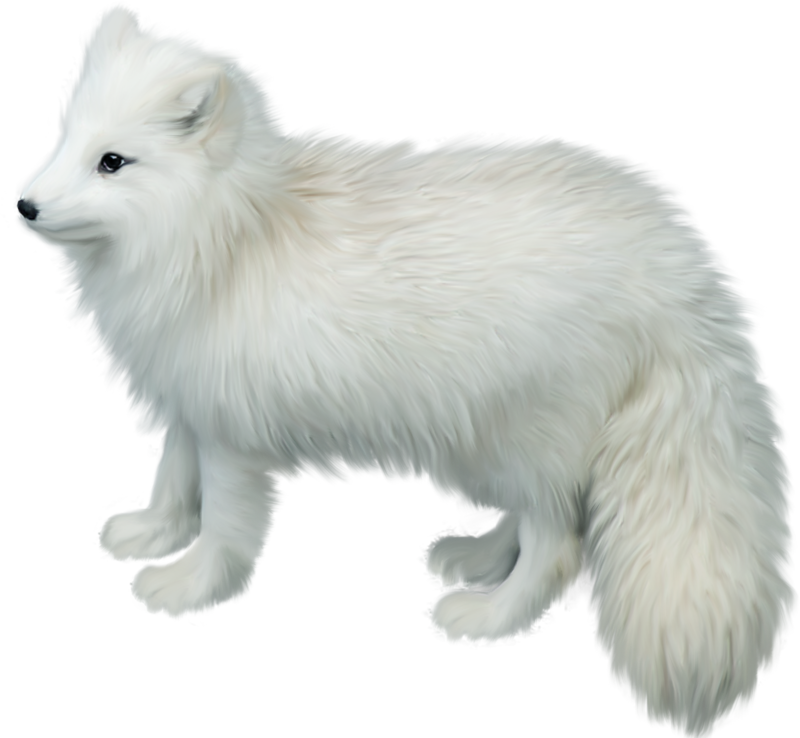Download Arctic Fox Png Picture - Arctic Fox Transparent Background ...
