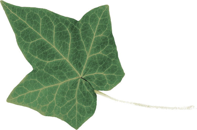 Download Transparent Ivy Leaf - Leaf - Full Size PNG Image - PNGkit