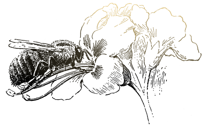 Download Pollen Page Transparent W Gradient - Drawing - Full Size PNG ...