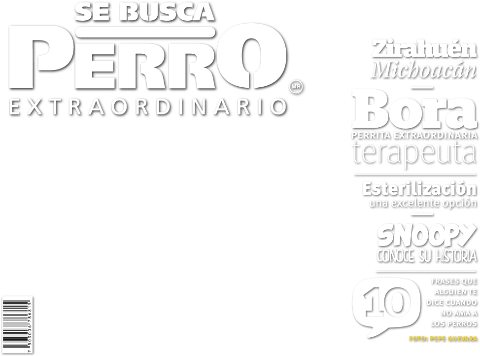 Download Se Busca Perro Extraordinario No - Dog - Full Size PNG Image ...