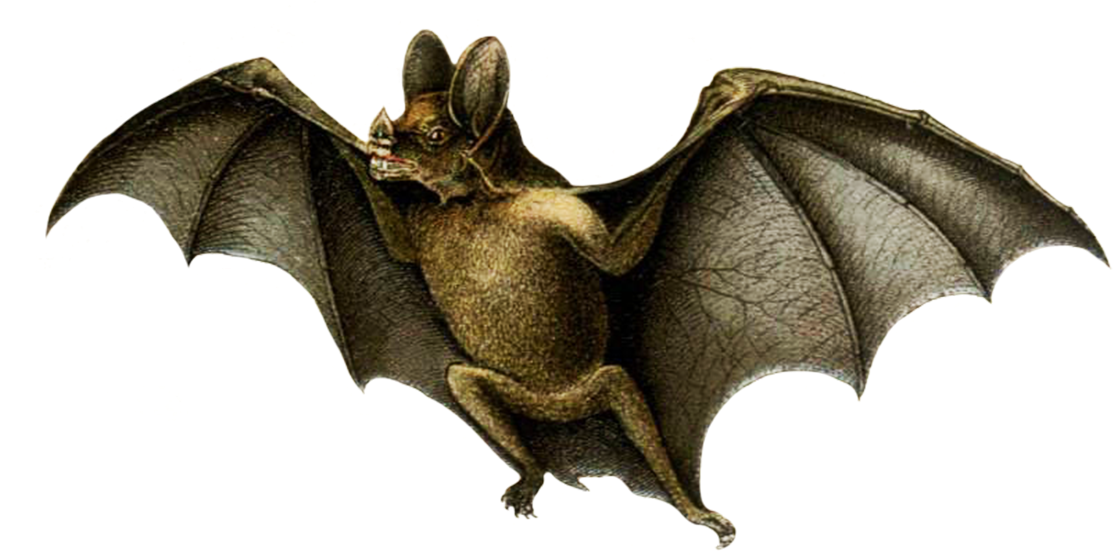 Download Vampire Bat - Vampire Bat White Background - Full Size PNG ...