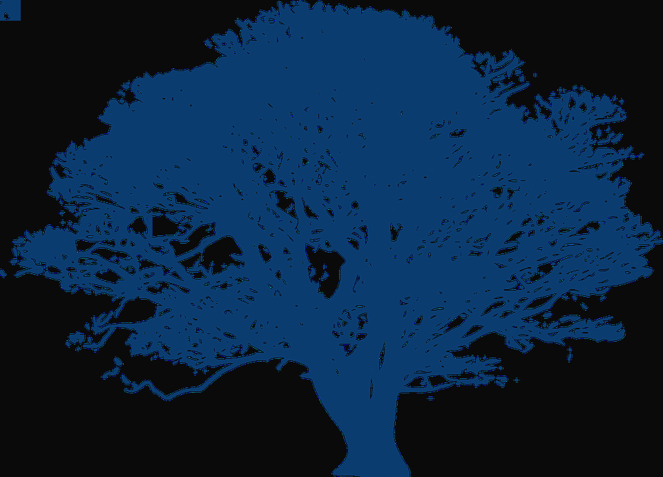 Download Tree - Full Size PNG Image - PNGkit