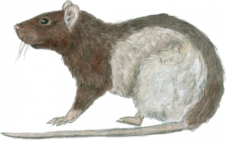 Download Epic Rat - Rat 5e - Full Size PNG Image - PNGkit