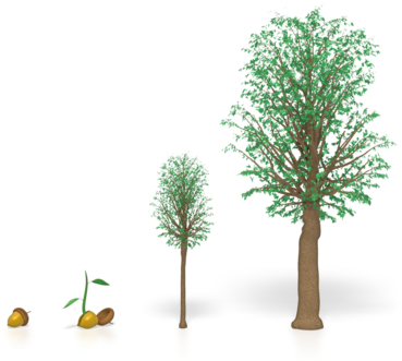 Download Young Oak Tree Png - Development Of A Tree - Full Size PNG ...