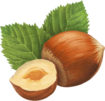 Download Hazelnut Drawing Png - Full Size PNG Image - PNGkit