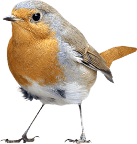 Download Free Png Birds Png Images Transparent - Robin Bird Transparent ...