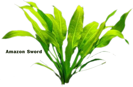 Download Transparent Amazon Sword Plant Png - PNGkit