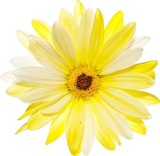 Download Yellow Daisy - Full Size PNG Image - PNGkit