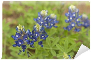 Download Bluebonnet - Full Size PNG Image - PNGkit