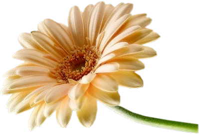 Download Gerber Daisy Png Daisy Png - Vida So Tem Sentido - Full Size ...