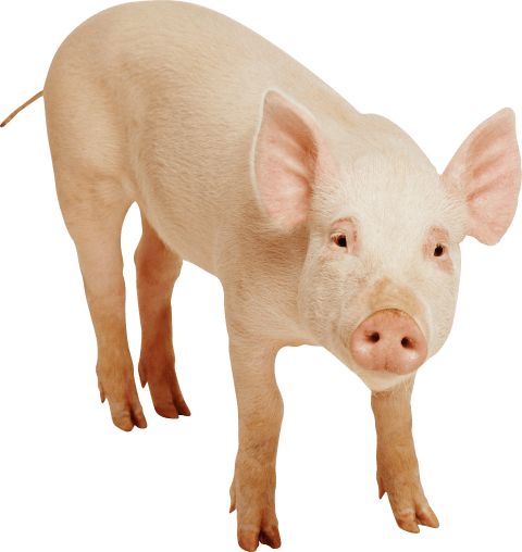 Download Free Png Pig Frontview Png Images Transparent - Transparent ...