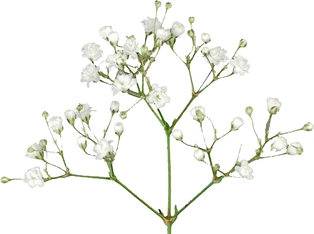 Download Baby's Breath Flowers Png Free Pic - Baby's-breath - Full Size PNG Image - PNGkit