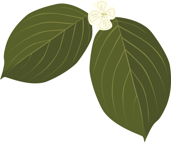 Download Dogwood - Flowering Dogwood - Full Size PNG Image - PNGkit