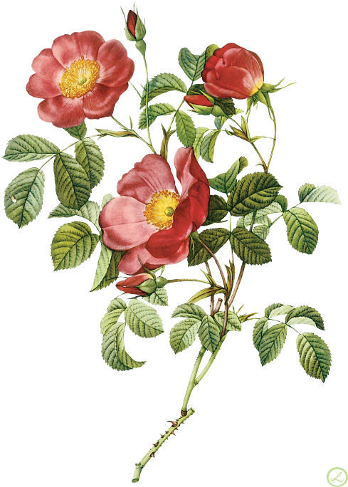 Download Flower Illustration By Pierre-joseph Redoute - Pierre Joseph ...