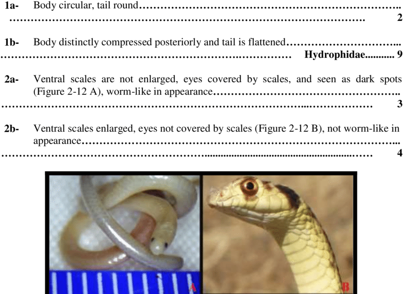 Download Differentiation Between Body Circular, Tail Rounded - Snakes ...