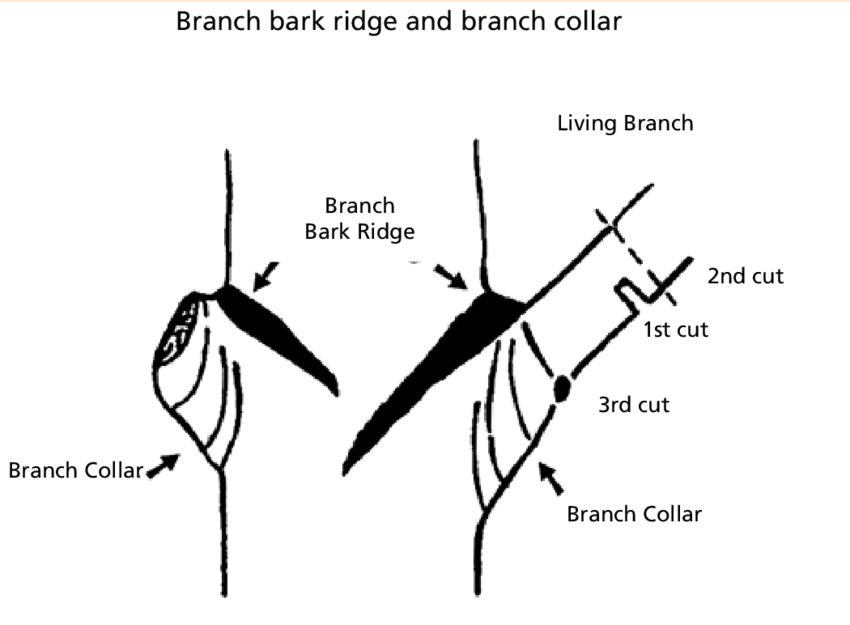 Download How To Remove A Large Branch From A Tree - Branch Bark Ridge ...