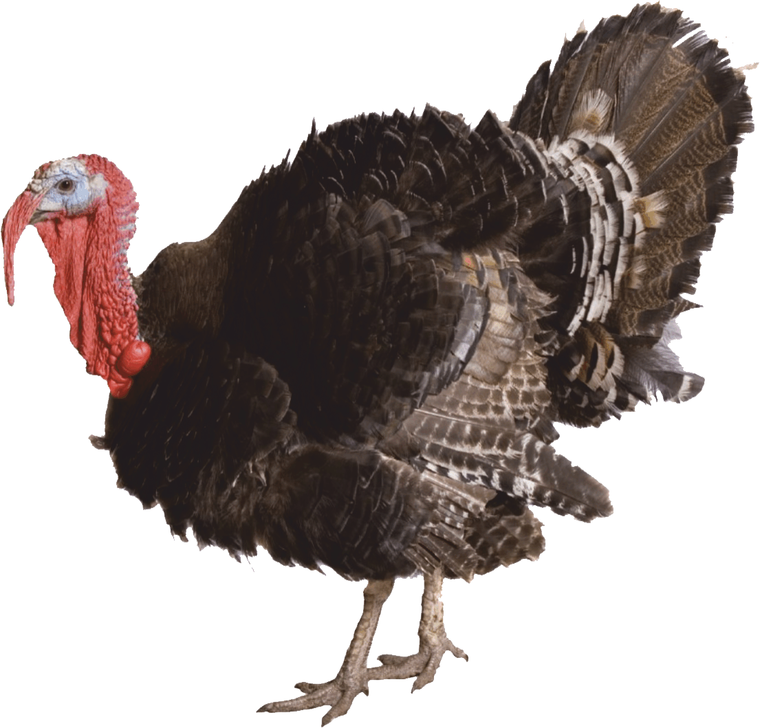 Download Turkey With No Background - Full Size PNG Image - PNGkit