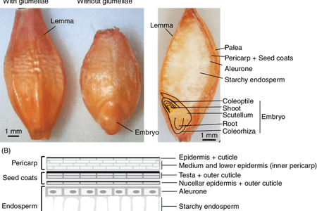 Download Banner Library Stock Barley Drawing Wheat Seed - Conch - Full ...