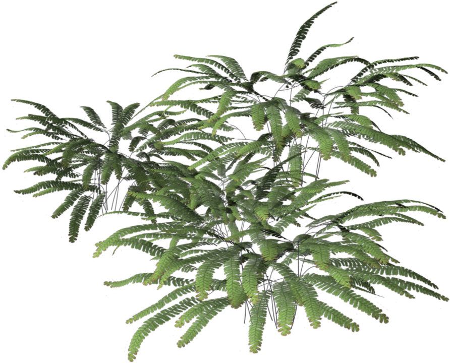 Download Fern 2 By Brokenwing3dstock On Deviantart - Fern Cutout Png ...