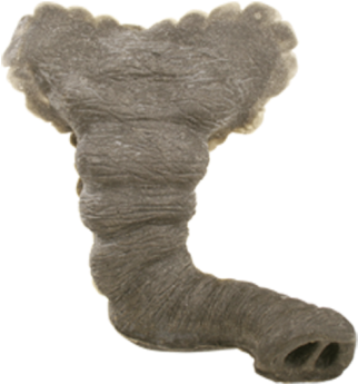 Download Elephant Nose - Peters' Elephantnose Fish - Full Size PNG ...