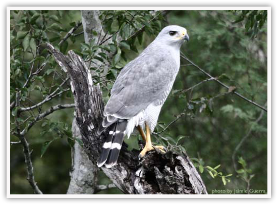 Download Gray Hawk - Bird - Full Size PNG Image - PNGkit