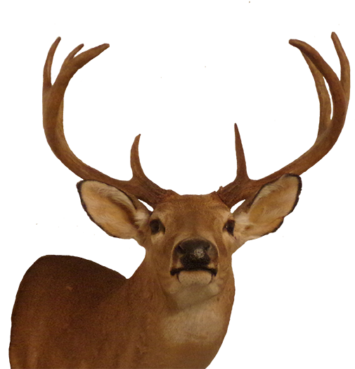 Download These Photographs Do Not Include Any Of The Over One - Elk ...