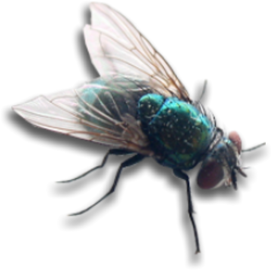 Download Housefly Fly Bug Insect Wings Overlay Decoration Decal - Fly ...