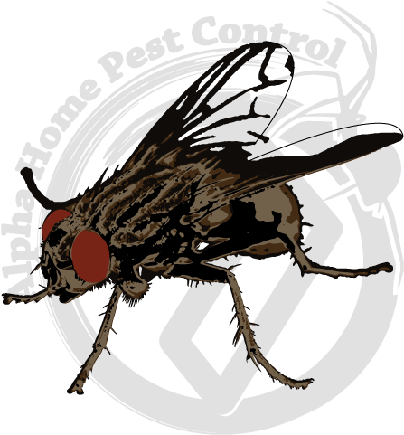 Download House Fly Image Gallery - House Fly - Full Size PNG Image - PNGkit