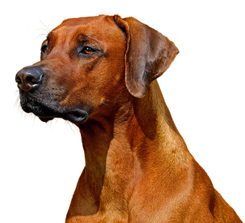 Download Dog, Isolated, Hundeportrait, Animal, Nature - Sticker ...