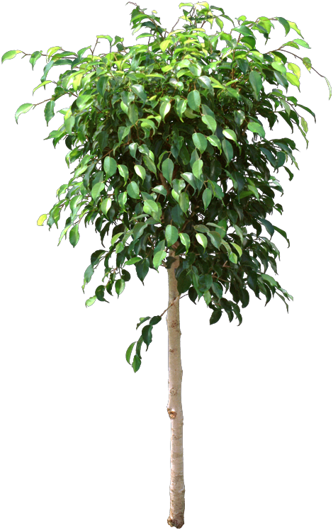 Download Transparent The Original Indoor Ficus, Ficus Benjamina, Lost ...