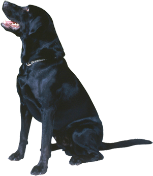 Download Black Labrador Retriever Png - Full Size PNG Image - PNGkit