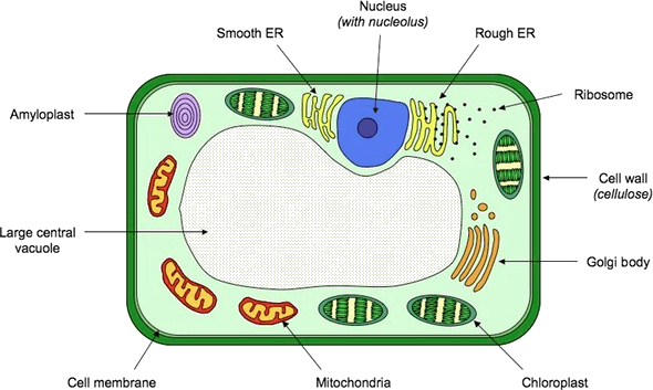 Download Shows A Cross Section Of Plant Cell - Plant Cell Labelled ...