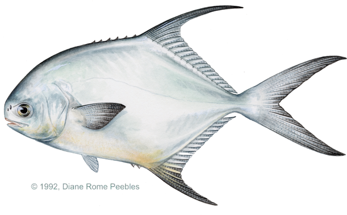 Download Permit Fish Drawing - Full Size PNG Image - PNGkit