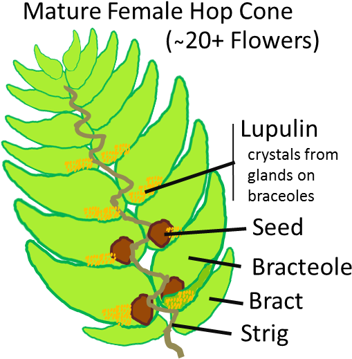 Download Hop Cone V03 - Hops Strobile - Full Size PNG Image - PNGkit