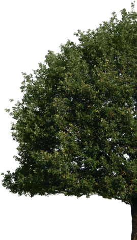 Download Home - Tree Elevation Png Format - Full Size PNG Image - PNGkit