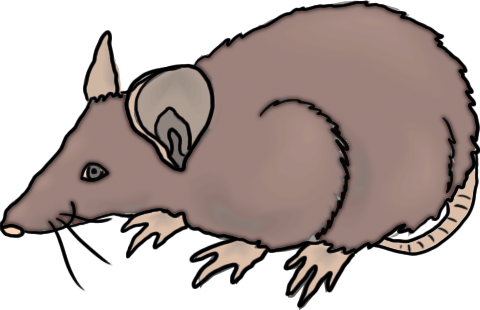 Download Rat Clip Art Free Clipart Images 2 - Free Clip Art Rat - Full ...