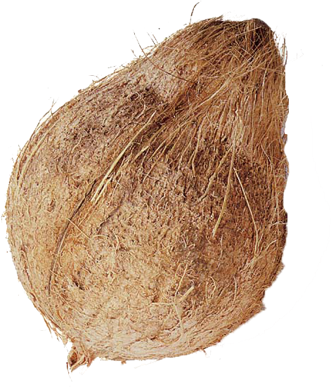Download Coconut Whole - Full Size PNG Image - PNGkit