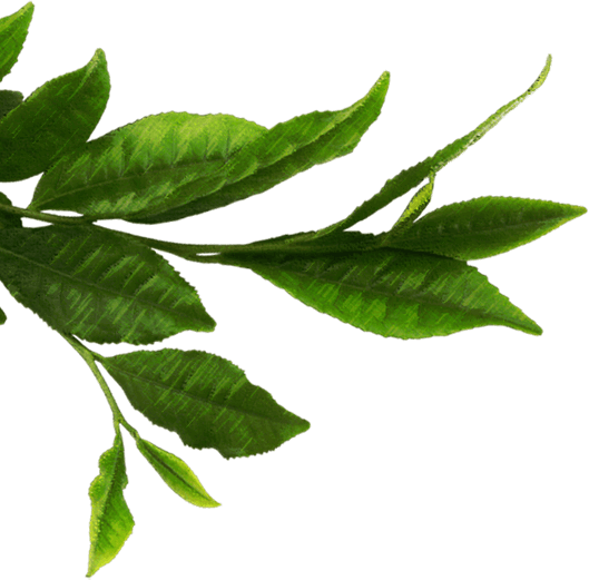 Download Transparent Tea Leaves Png Download - Green Tea Leaf Tea Png ...