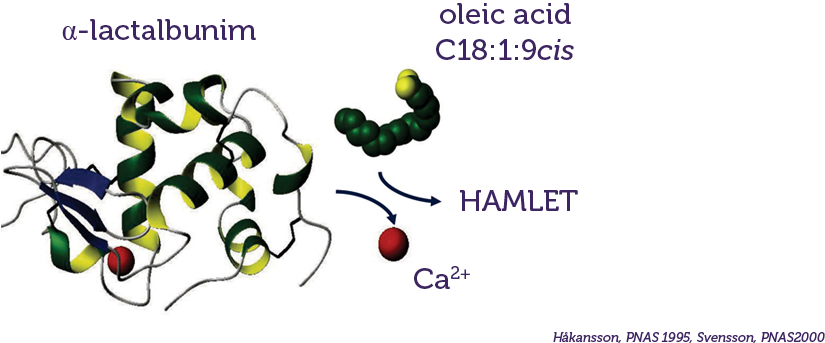 Download The Novel Therapeutic Entity Hamlet Is Formed When - Graphic ...