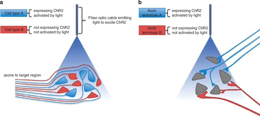 Download Activation Of Genetically Defined Neurons Or Axon Terminals ...