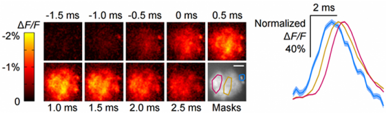 Download Fluorescent Proteins Stimulate Action-potential Mapping ...
