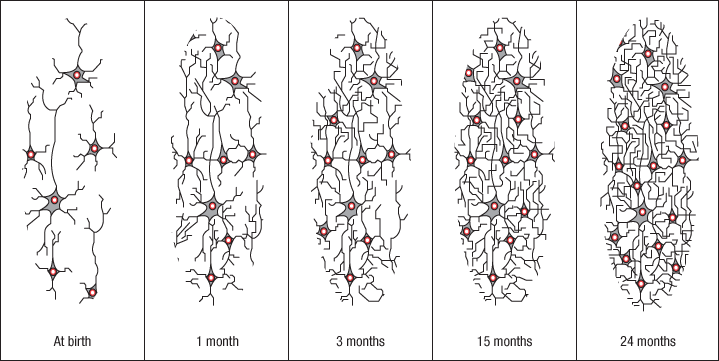 Download Neuron Networks - Neuron Connections At Birth - Full Size PNG ...
